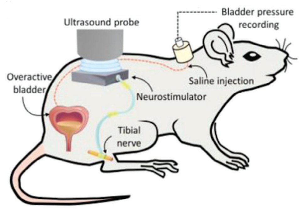 Battery-Free Implants: Powering Bioelectronics By Ultrasound – ACCESS ...