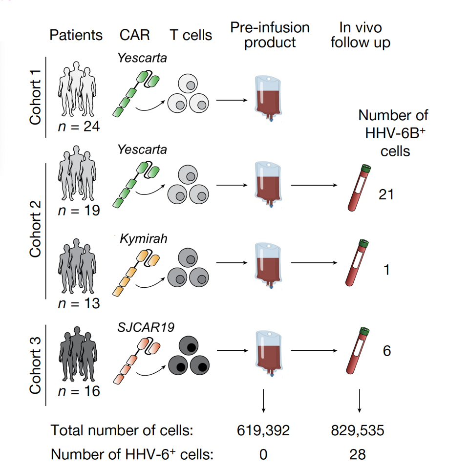 Viral Awakening: The Hidden Threat of Human Herpes 6 (HHV-6) in CAR T ...