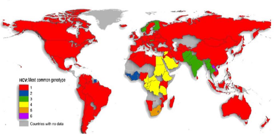 A Cure For Hepatitis C: Diagnosis And Direct-Acting Antiviral Drugs ...