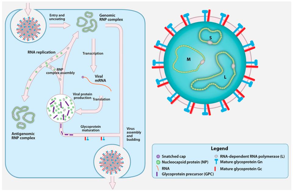 Tick-Borne Disease Part II: Crimean-Congo Hemorrhagic Fever – ACCESS ...