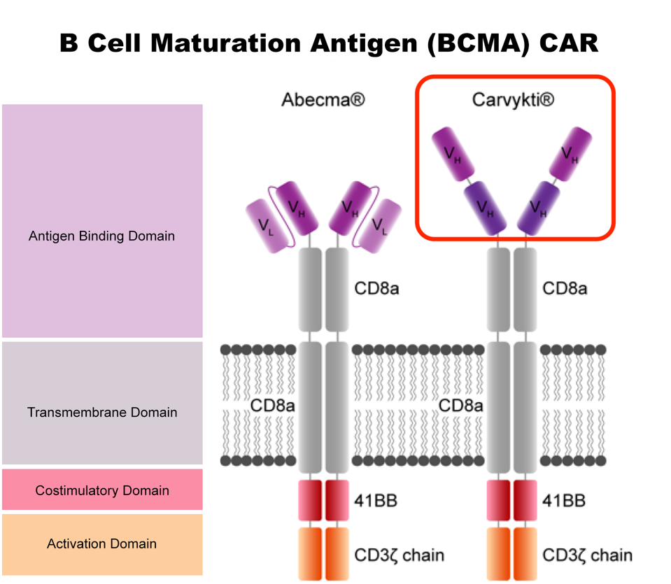 CAR T Therapy Dramatically Reduces Risk Of Relapse For Multiple Myeloma ...