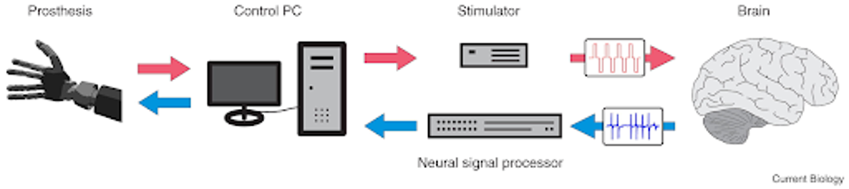 Building The Brain-Machine Connection: Deciphering Thoughts For Action ...