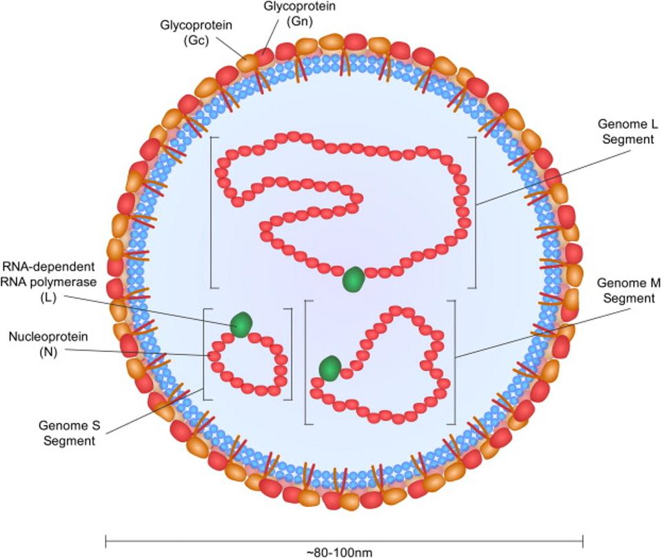 Crimean-Congo Hemorrhagic Fever Virus Monoclonal Antibodies: A Work In ...